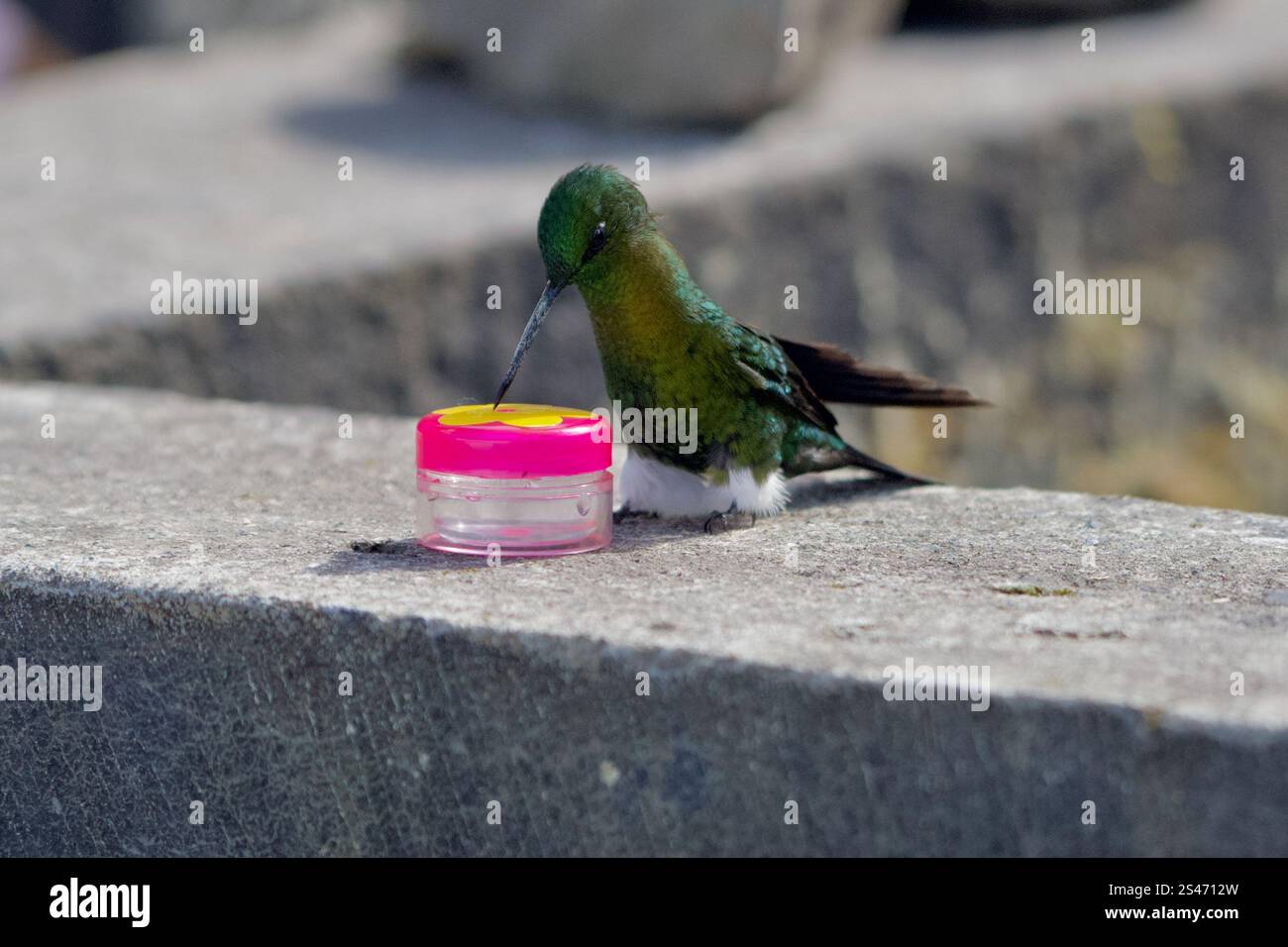 Golden-breasted Puffleg (Eriocnemis mosquera Stock Photo - Alamy