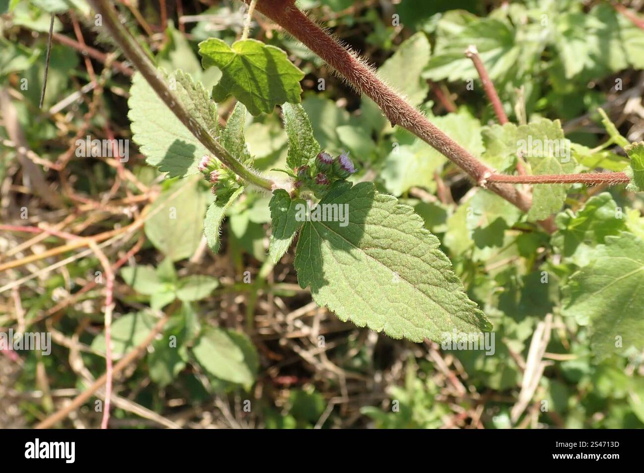 billygoat weed (Ageratum conyzoides Stock Photo - Alamy