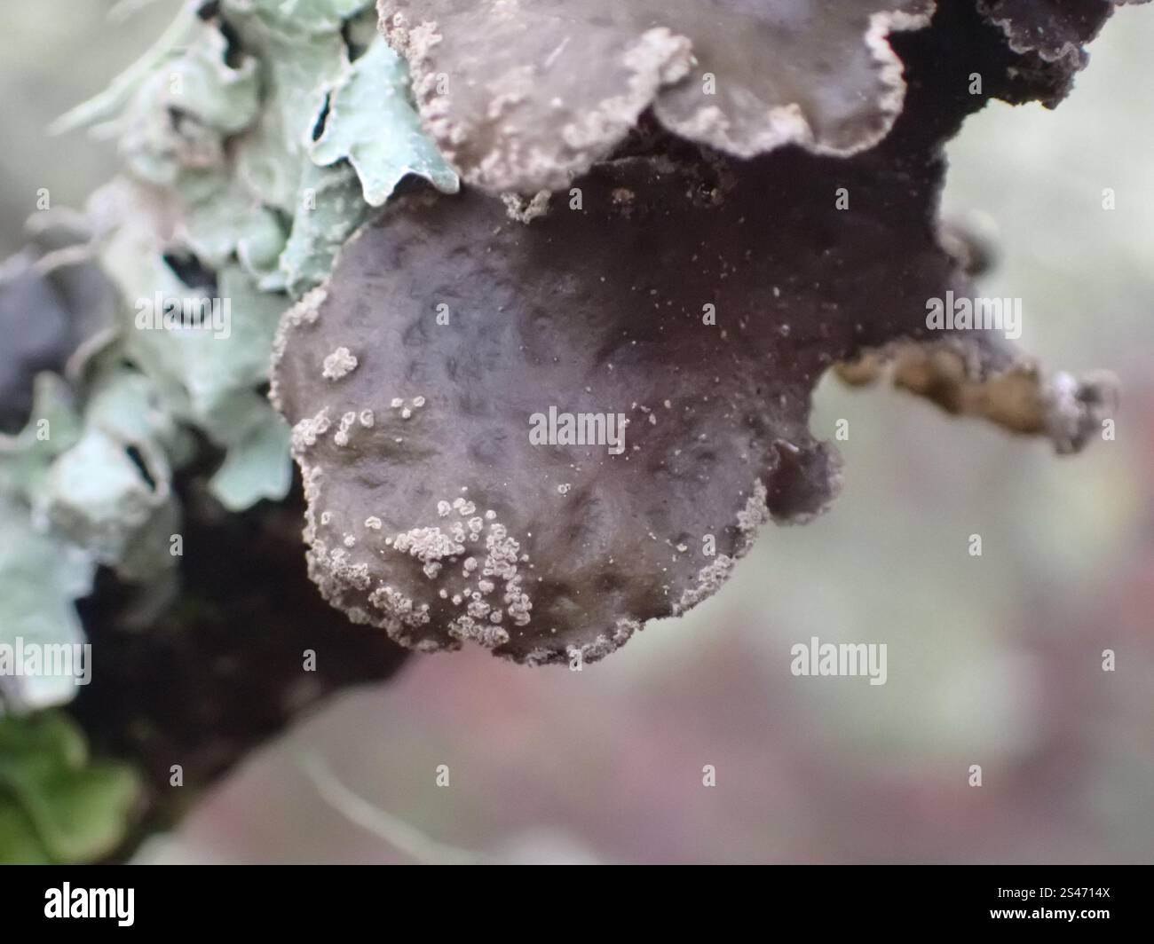 Powdered Moon Lichen (Sticta limbata Stock Photo - Alamy