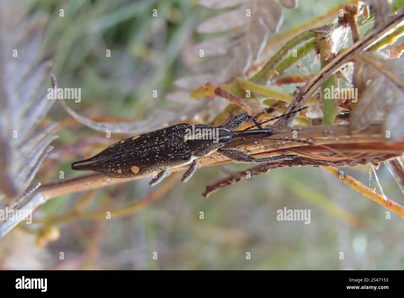 Two-Spotted Weevil (Rhinotia bidentata Stock Photo - Alamy