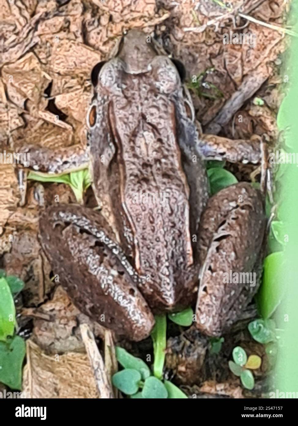 Neotropical Grass Frogs (Leptodactylus Stock Photo - Alamy