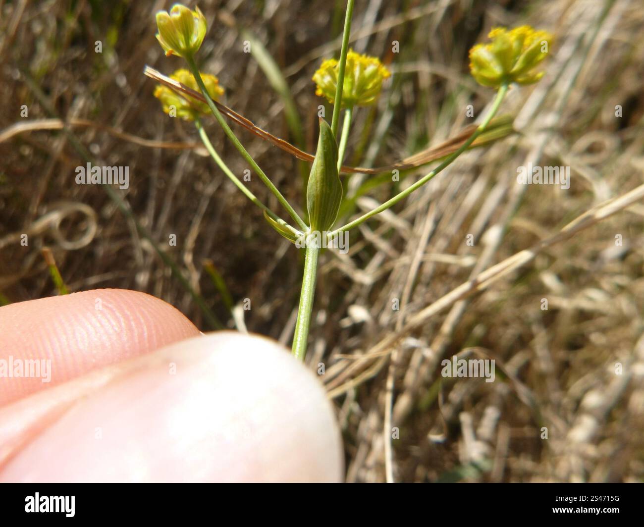 Sickle-leaved Hare's-ear (Bupleurum falcatum Stock Photo - Alamy