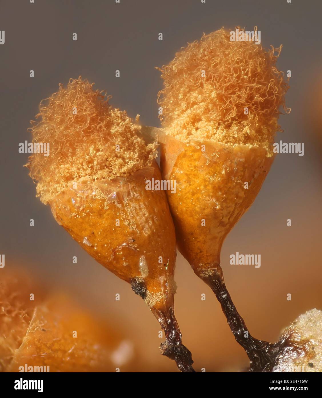 Hemitrichia clavata, a slime mold, microscope image of sporangia Stock ...