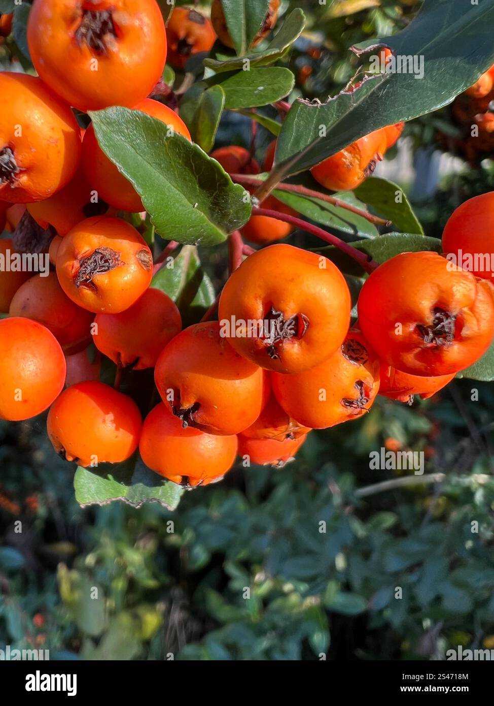 Firethorn (Pyracantha coccinea Stock Photo - Alamy