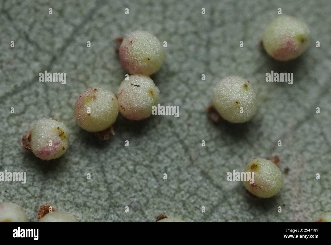 (Neuroterus saltatorius texanus Stock Photo - Alamy