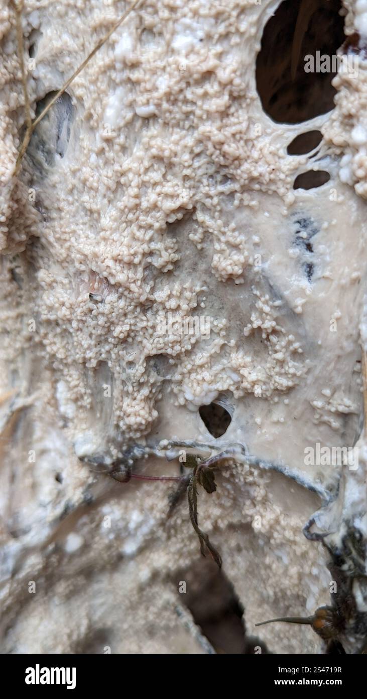 Tapioca Slime Mold (Brefeldia maxima Stock Photo - Alamy