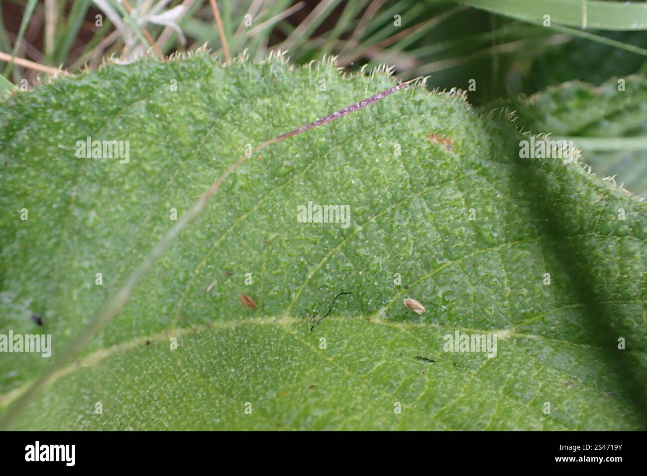 Bristle African Thistle (Berkheya setifera Stock Photo - Alamy