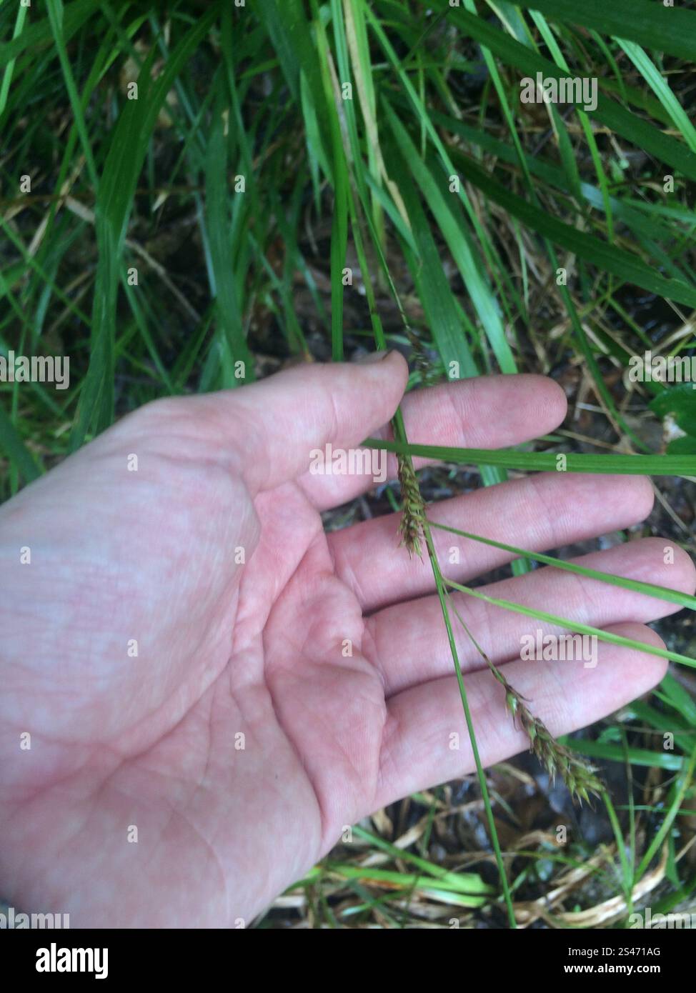 Cherokee sedge (Carex cherokeensis Stock Photo - Alamy