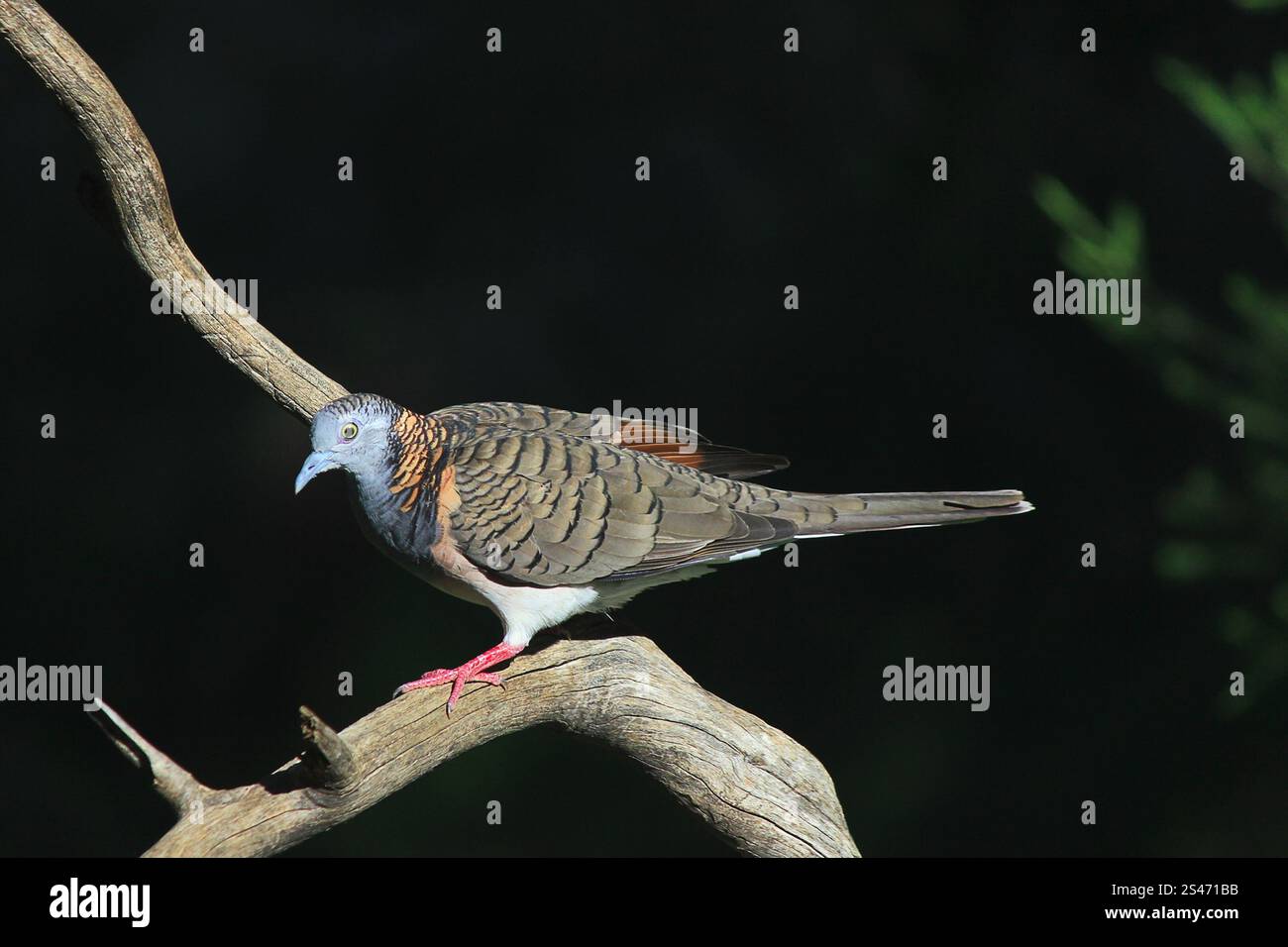 Bar-shouldered Dove (Geopelia humeralis Stock Photo - Alamy