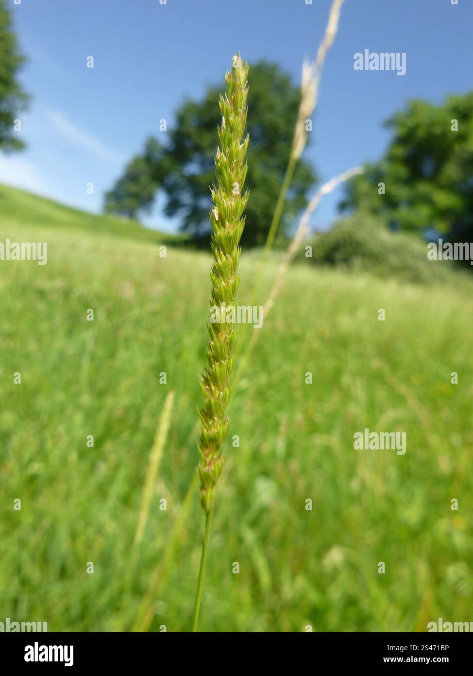 crested dogtail grass (Cynosurus cristatus Stock Photo - Alamy