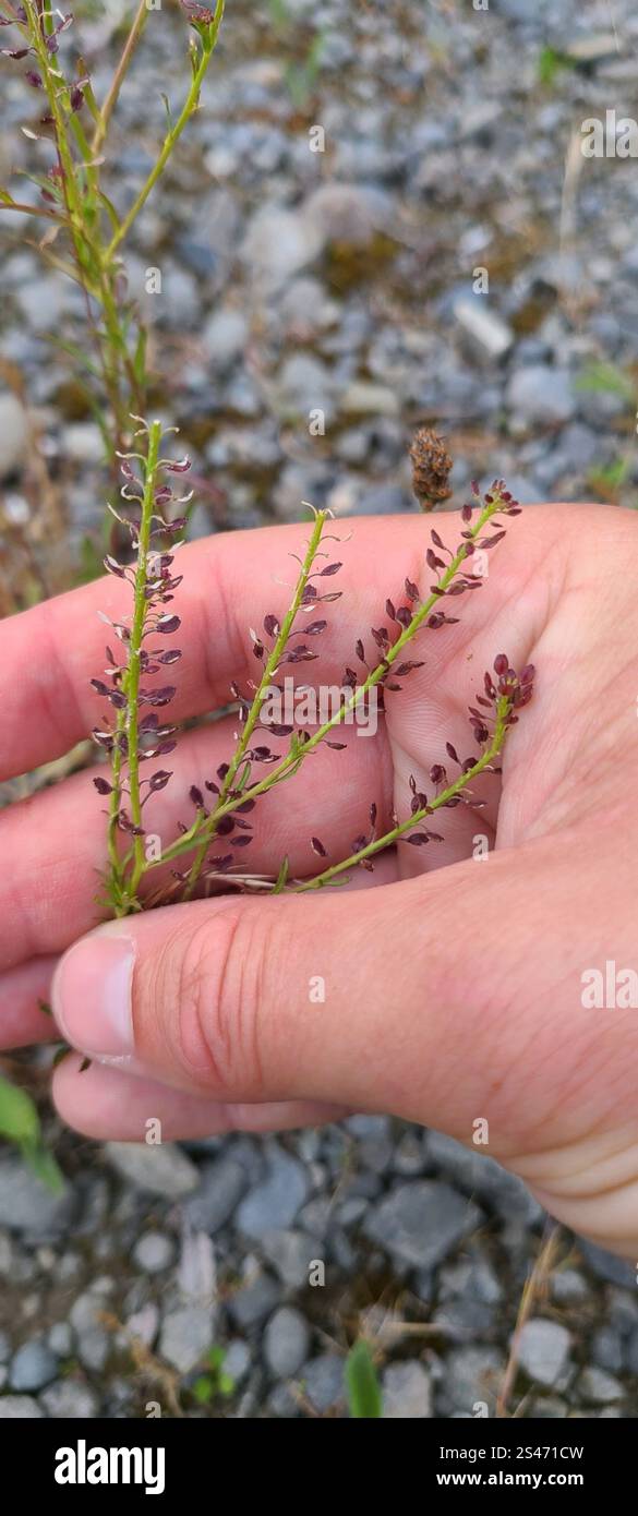 African Pepperwort (Lepidium africanum Stock Photo - Alamy