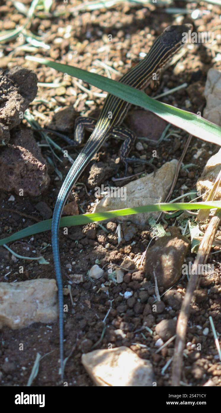 Blackbelly Racerunner (Aspidoscelis deppii Stock Photo - Alamy