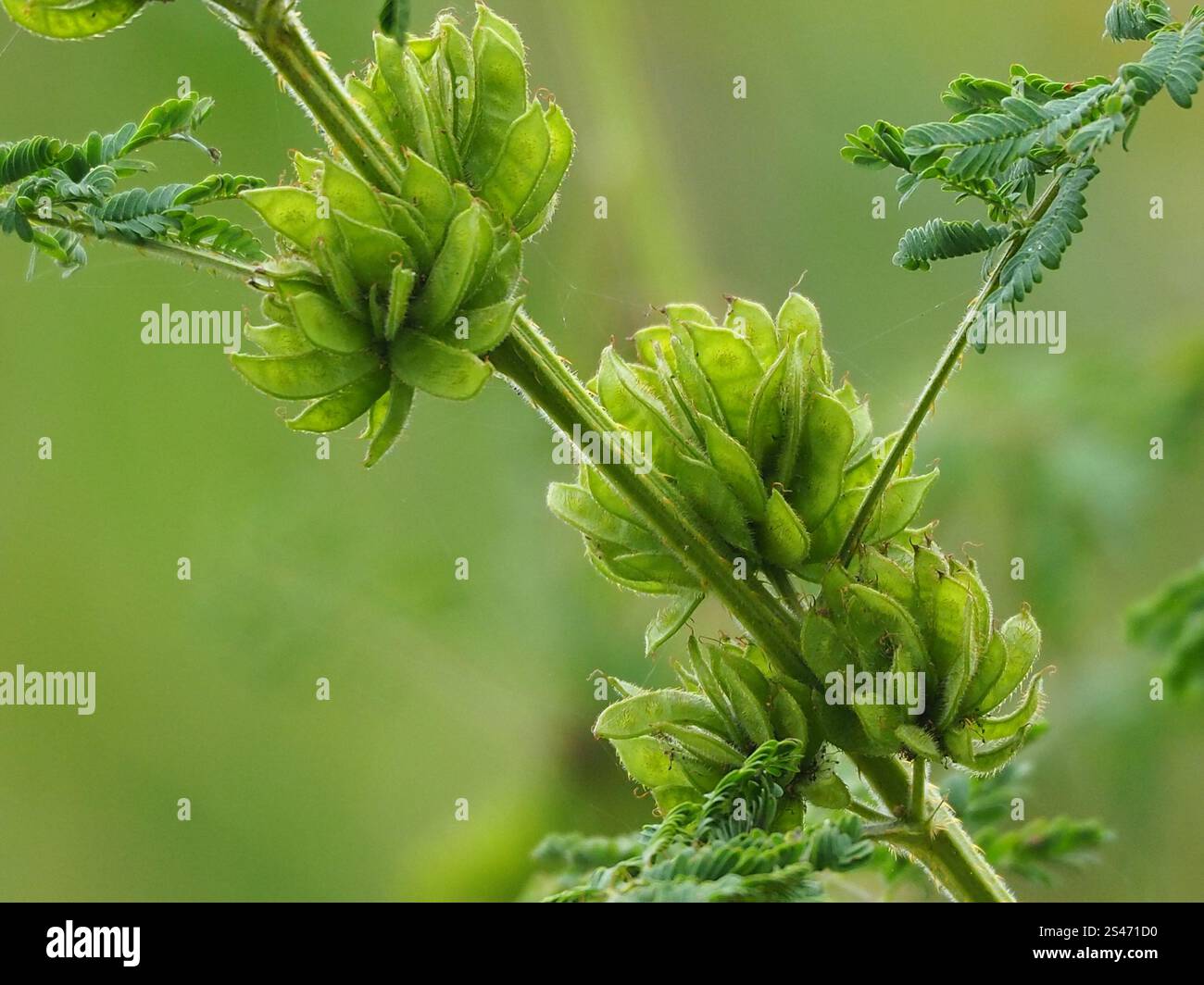 giant false sensitive plant (Mimosa diplotricha Stock Photo - Alamy
