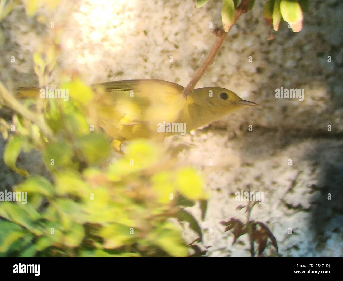 Yellow Warbler (Setophaga petechia Stock Photo - Alamy