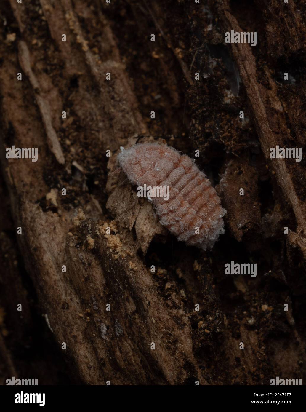 Great Giant Scale (Coelostomidia zealandica Stock Photo - Alamy