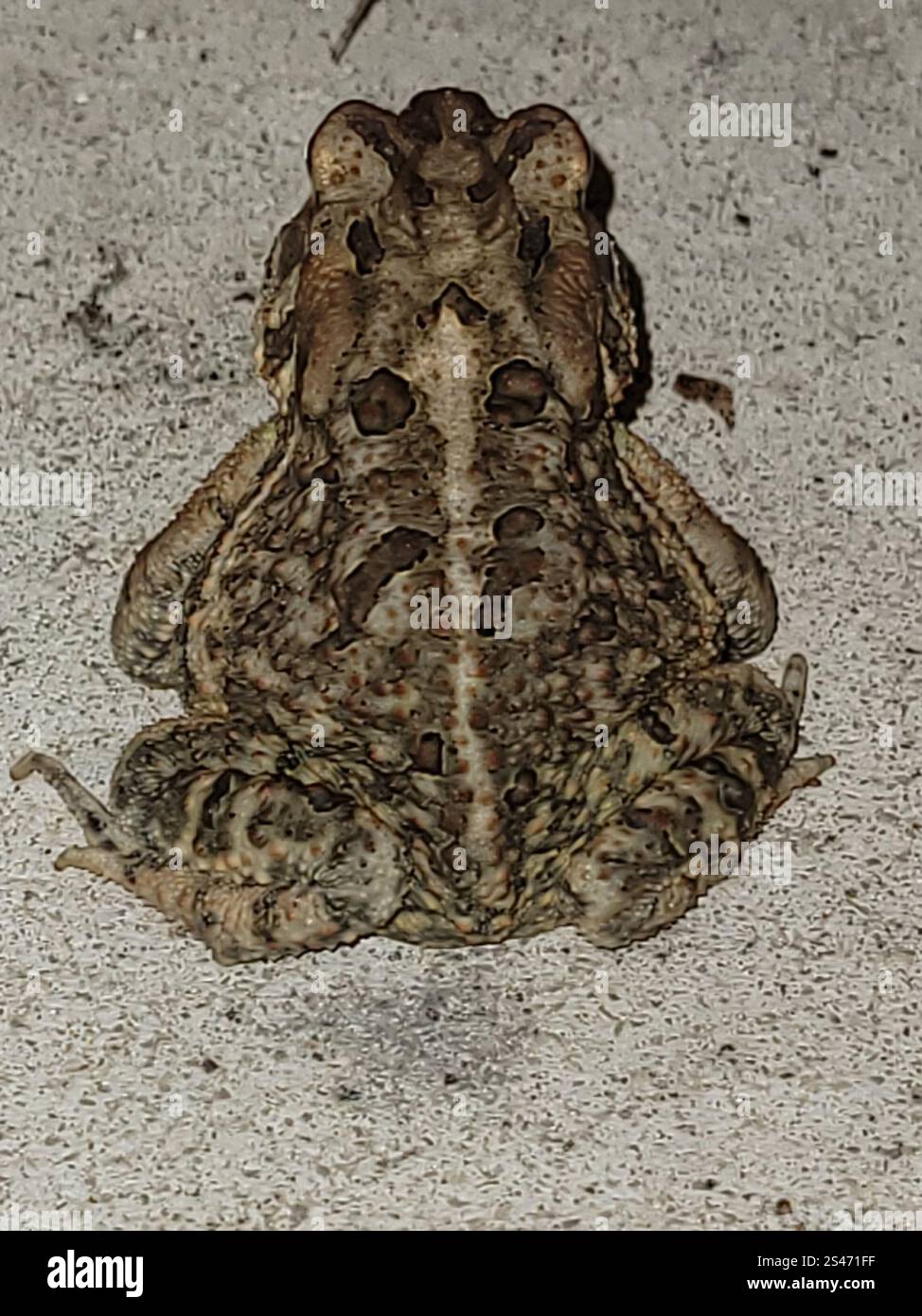 Southern Toad (Anaxyrus terrestris Stock Photo - Alamy