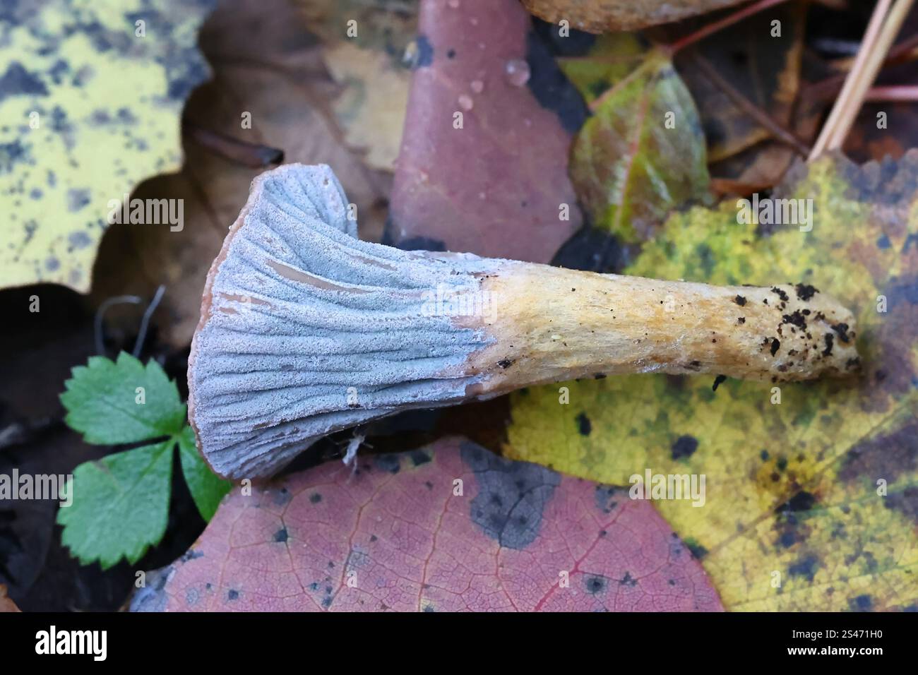 Penicillium chroogomphum growing parasitic on Chroogomphus rutilans ...