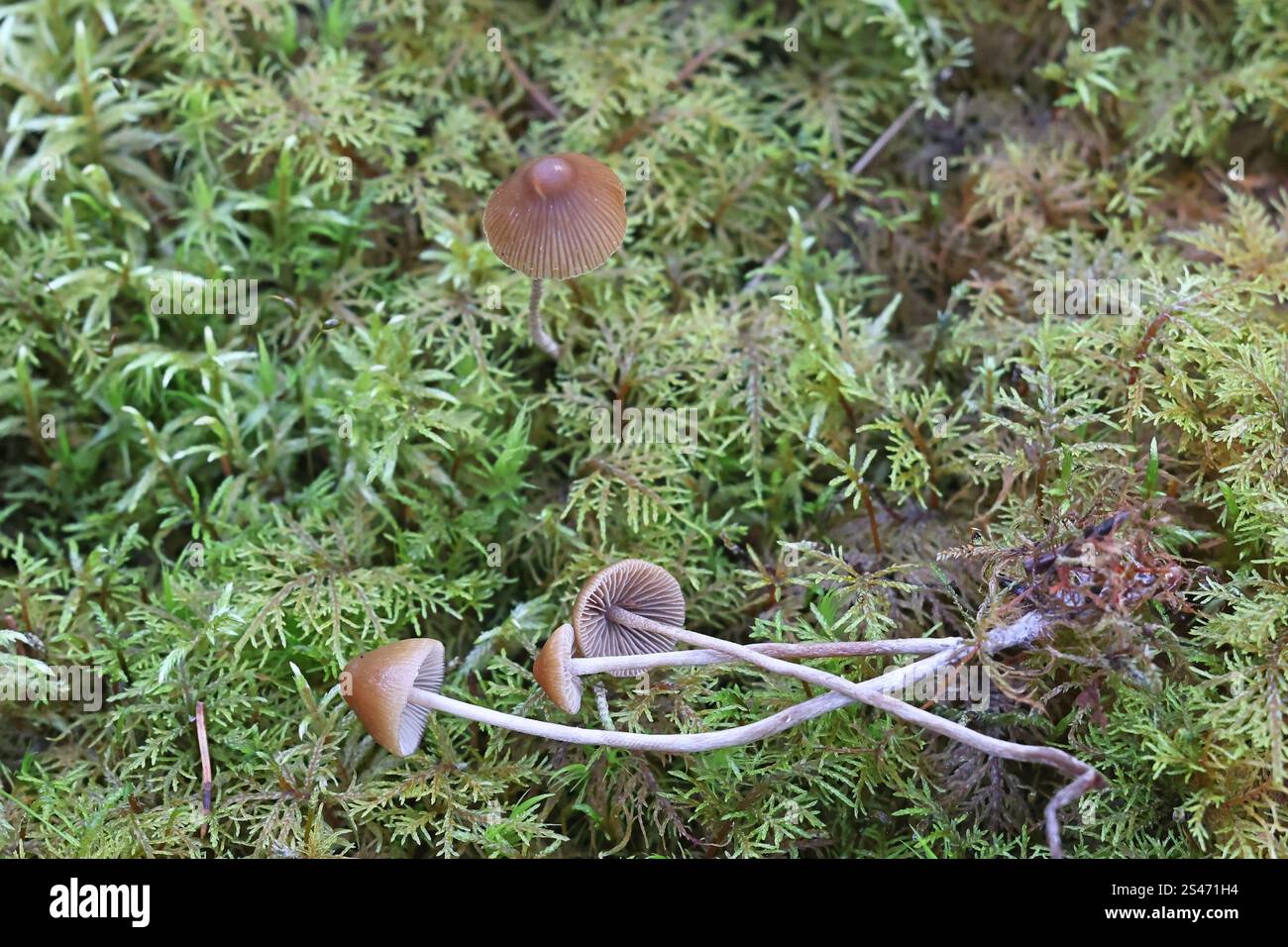 Conocybe velata, also called Pholiotina velata, commonly known as ...