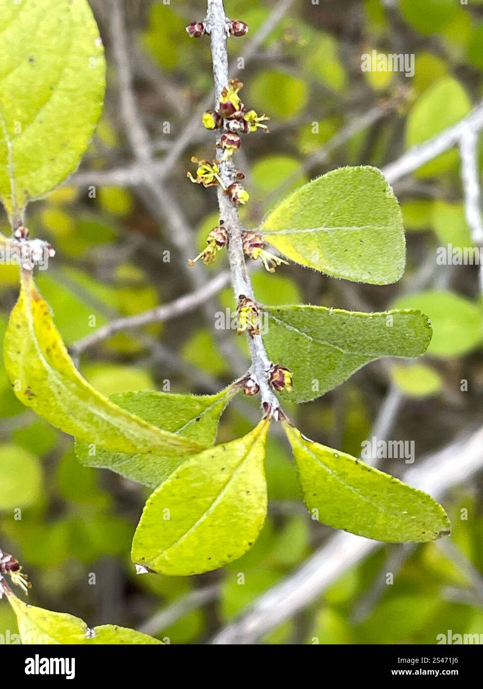 Stretchberry (Forestiera pubescens Stock Photo - Alamy