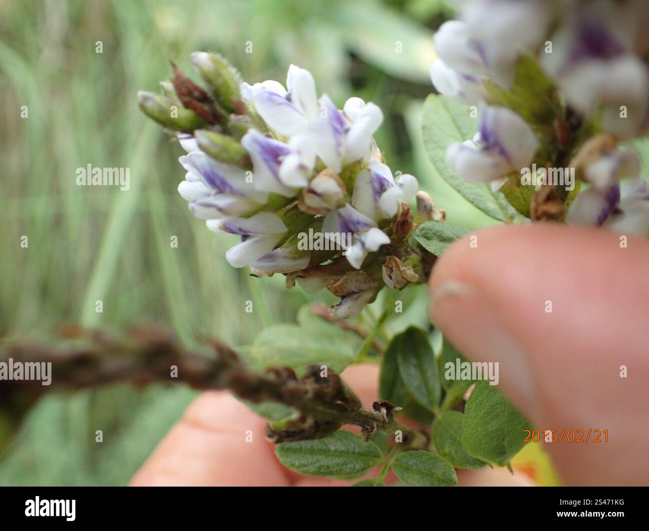 Fumea hi-res stock photography and images - Alamy