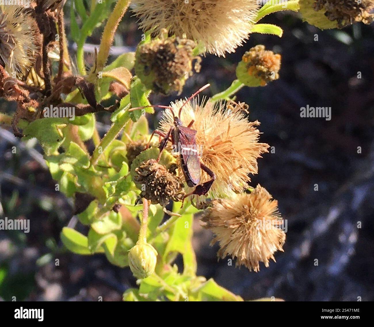 Eastern Leaf-footed Bug (Leptoglossus phyllopus Stock Photo - Alamy