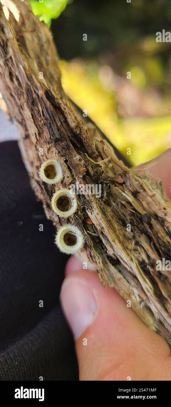 woolly bird's nest fungus (Nidula niveotomentosa Stock Photo - Alamy