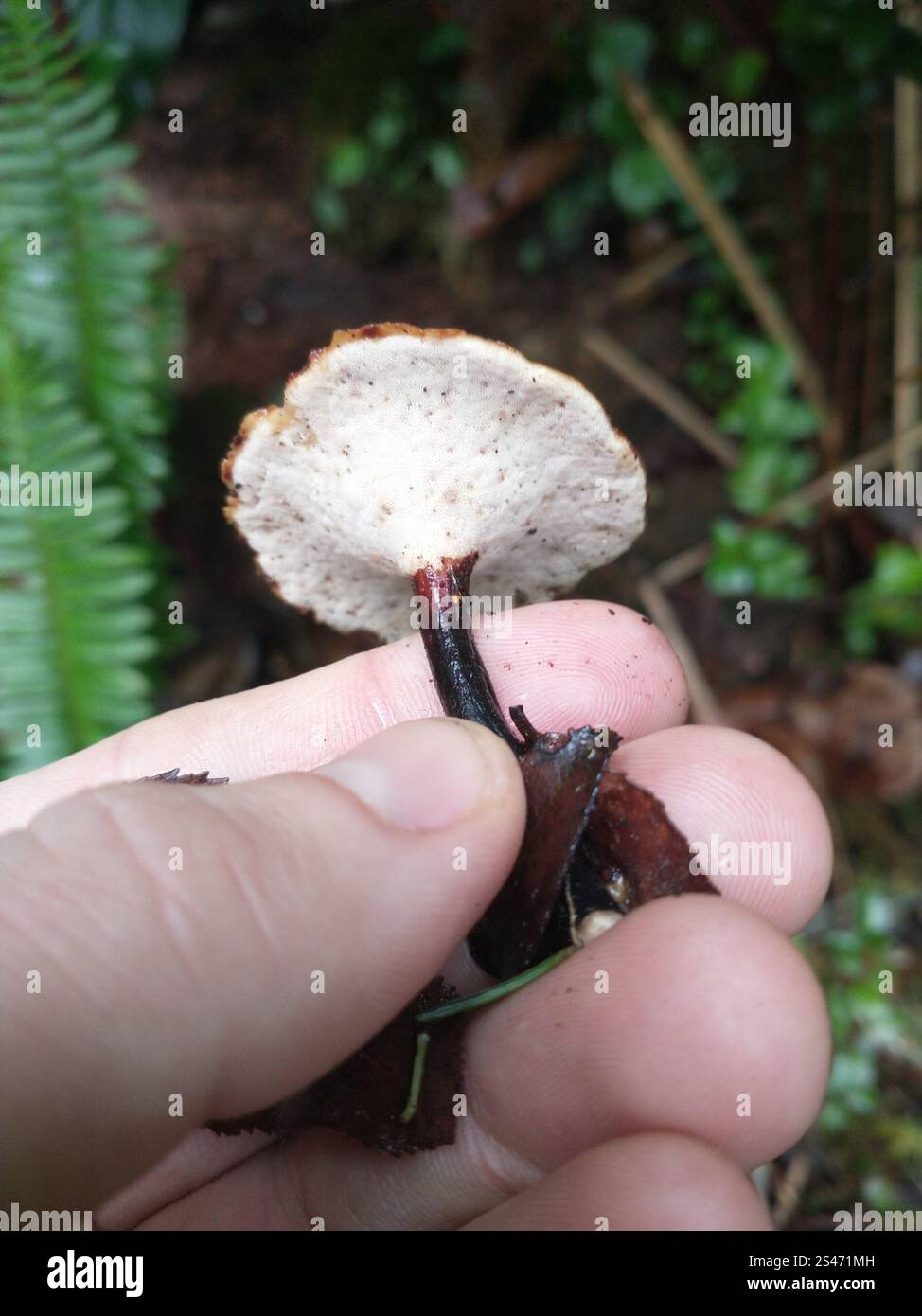 Bay Polypore (Picipes badius Stock Photo - Alamy