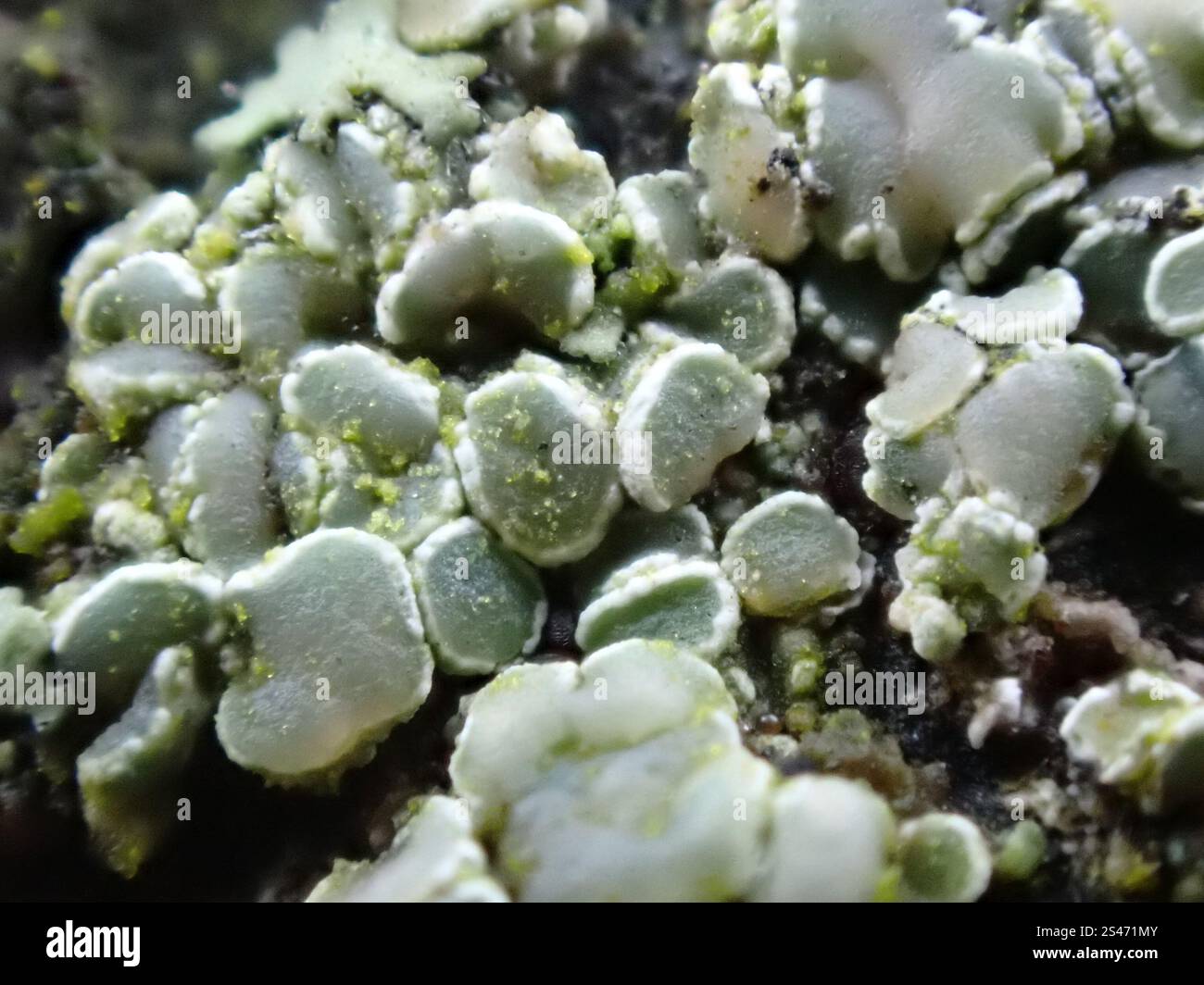 rim lichens, disc lichens, and allies (Lecanoraceae Stock Photo - Alamy