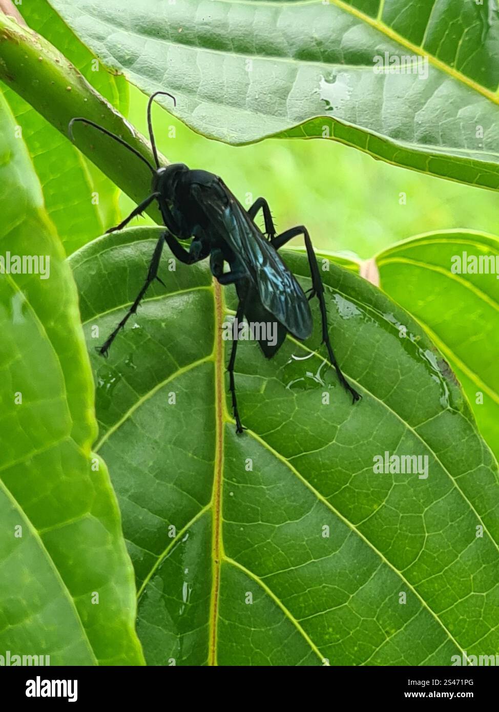 Spider Wasps (Pompilidae Stock Photo - Alamy