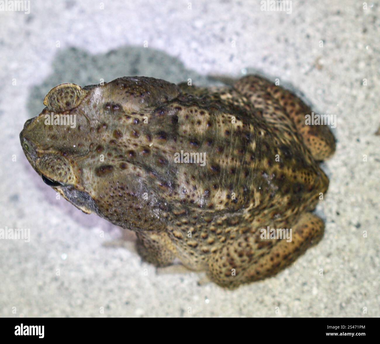 Giant Toad (Rhinella horribilis Stock Photo - Alamy
