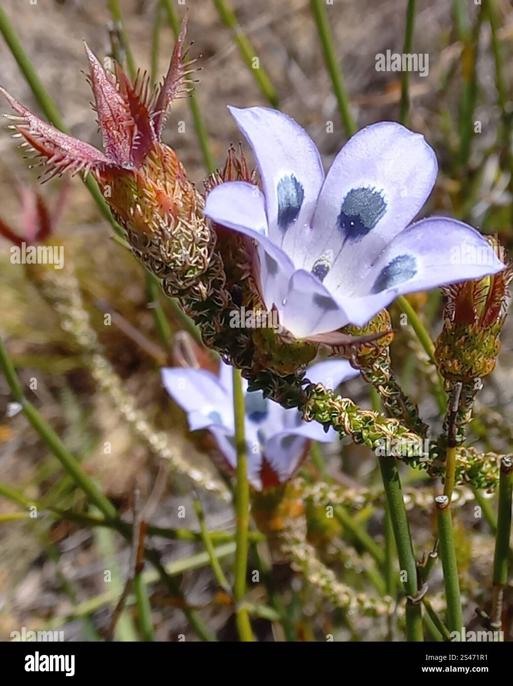 Giant Bell (Roella ciliata Stock Photo - Alamy