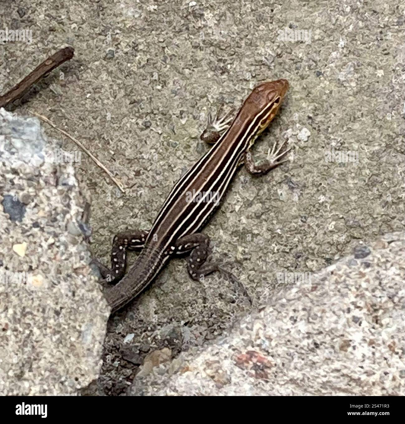 Rainbow whiptails (Cnemidophorus Stock Photo - Alamy