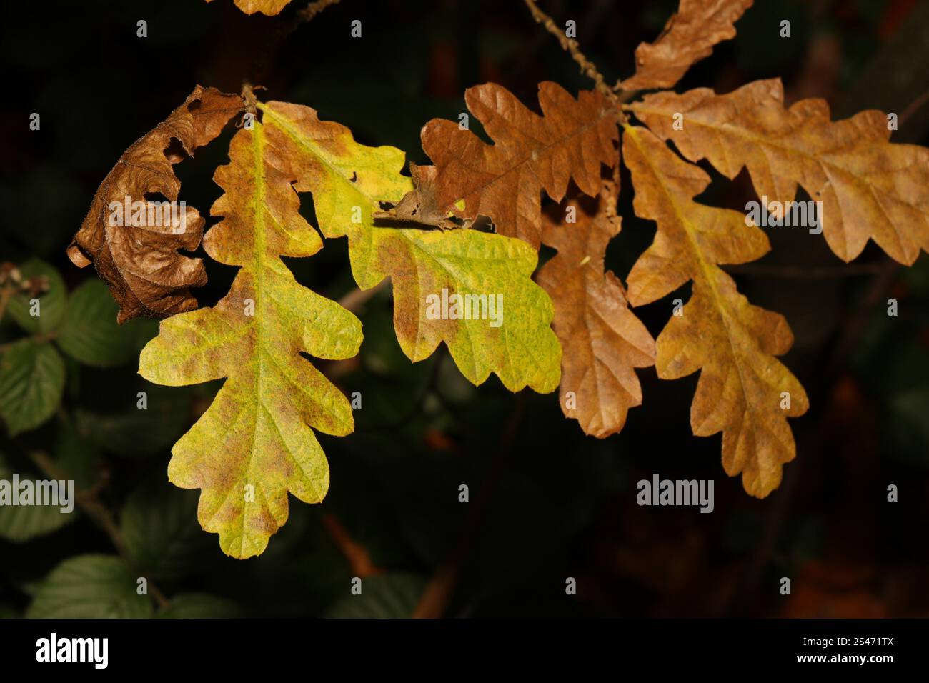 Turkey Oak (Quercus cerris Stock Photo - Alamy