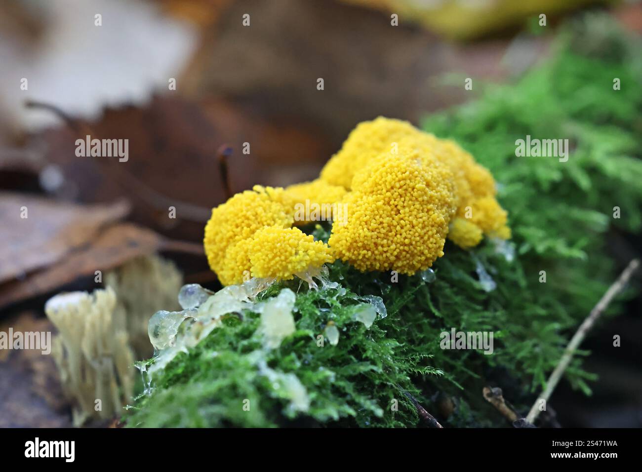 Physarum virescens, slime mold from Finland, no common English name ...