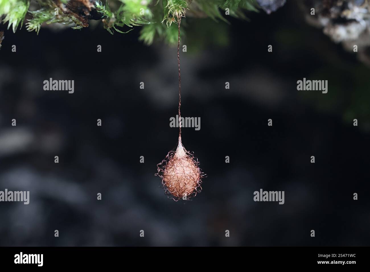 Hanging egg sac of pirate spider, Ero furcata Stock Photo - Alamy