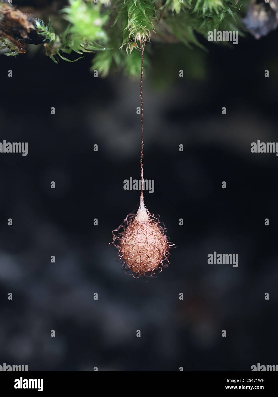 Hanging egg sac of pirate spider, Ero furcata Stock Photo - Alamy
