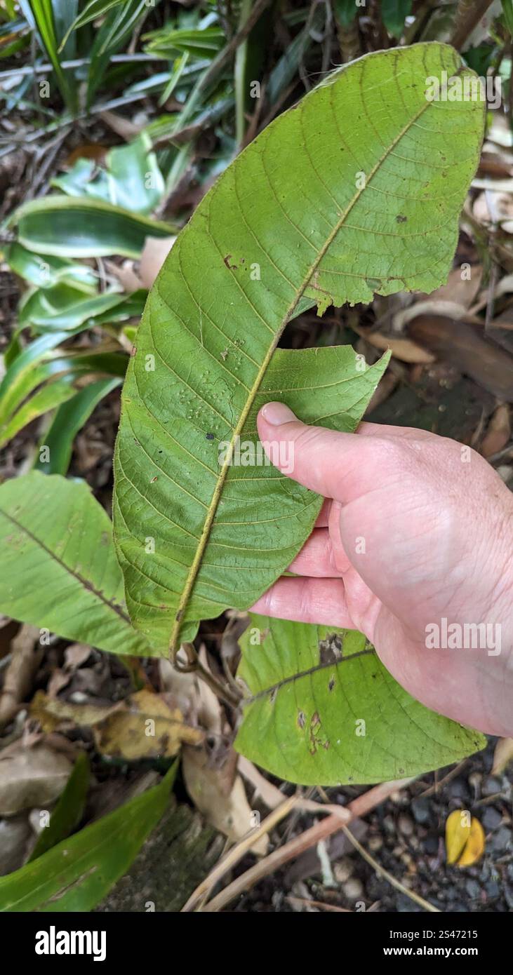 Native Tamarind (Diploglottis australis Stock Photo - Alamy