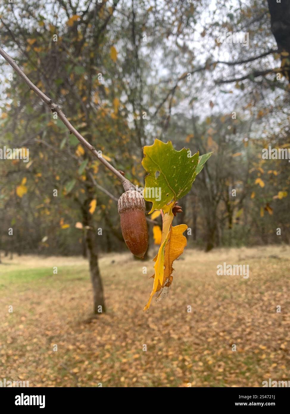 Oracle Oak (Quercus × morehus Stock Photo - Alamy