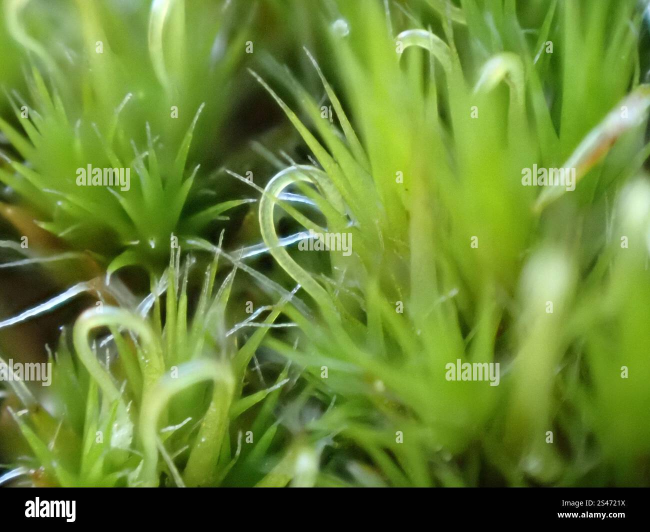Heath Star-moss (Campylopus introflexus Stock Photo - Alamy