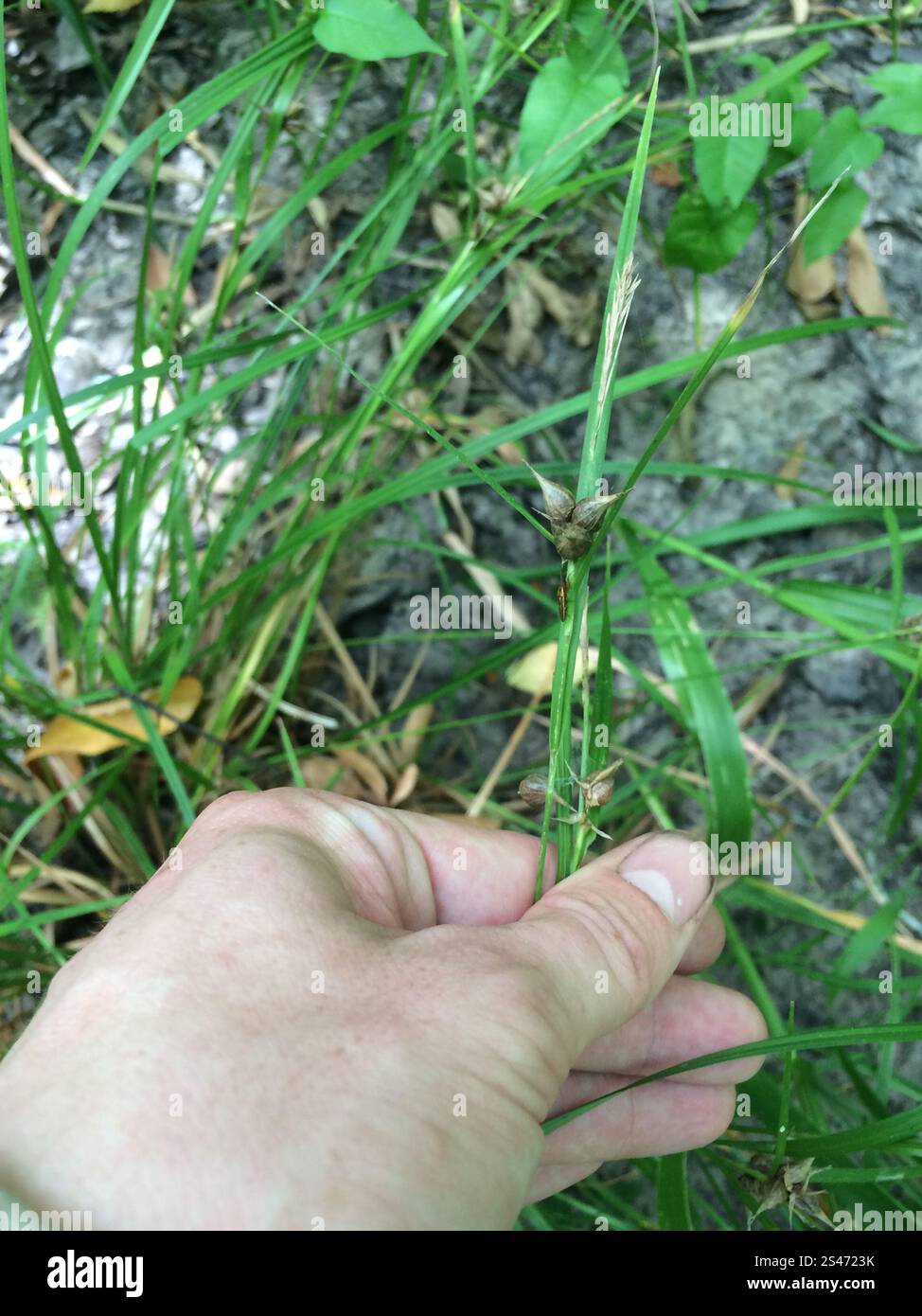 bladder sedge (Carex intumescens Stock Photo - Alamy