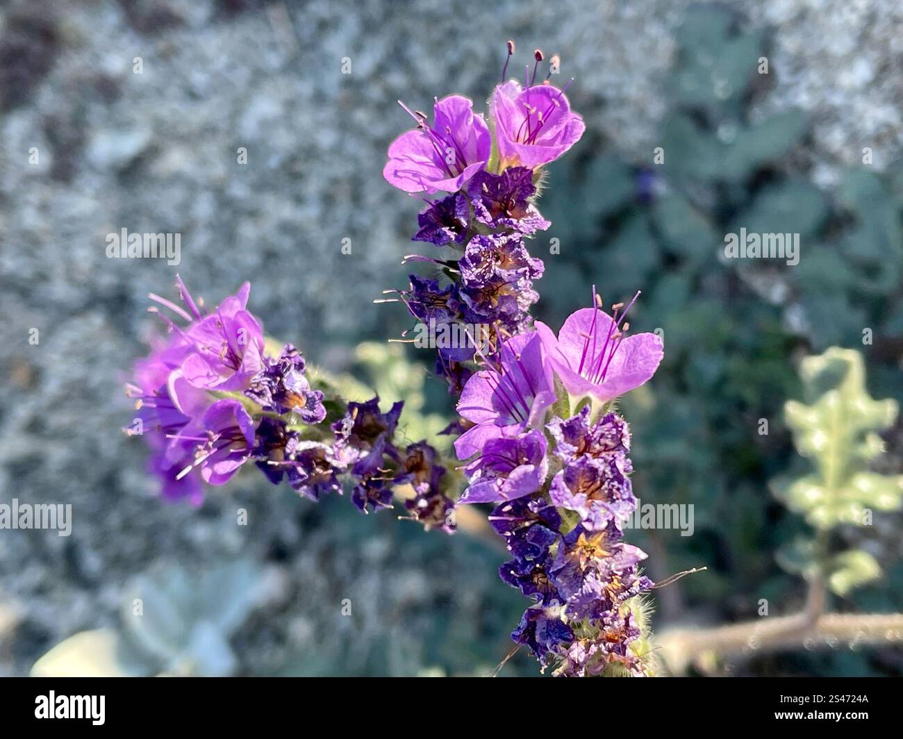 Notch-leaf Scorpionweed (Phacelia crenulata Stock Photo - Alamy