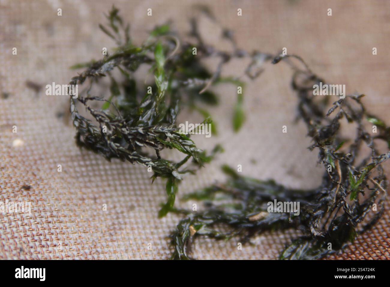 Willow Moss (Fontinalis antipyretica Stock Photo - Alamy