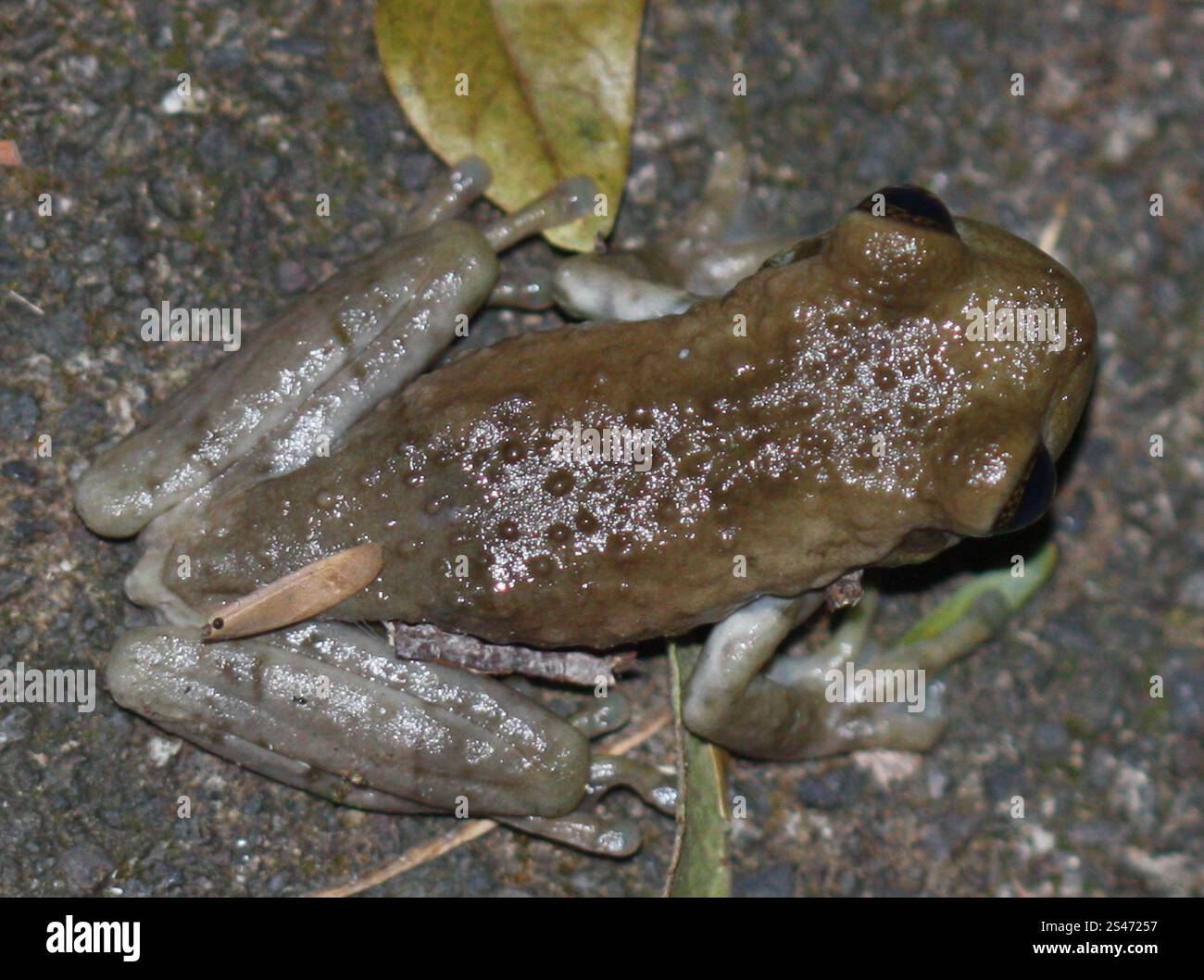 Vermiculated Tree Frog (Trachycephalus vermiculatus Stock Photo - Alamy