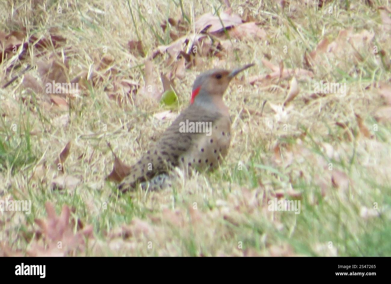 Northern Flicker (Colaptes auratus Stock Photo - Alamy
