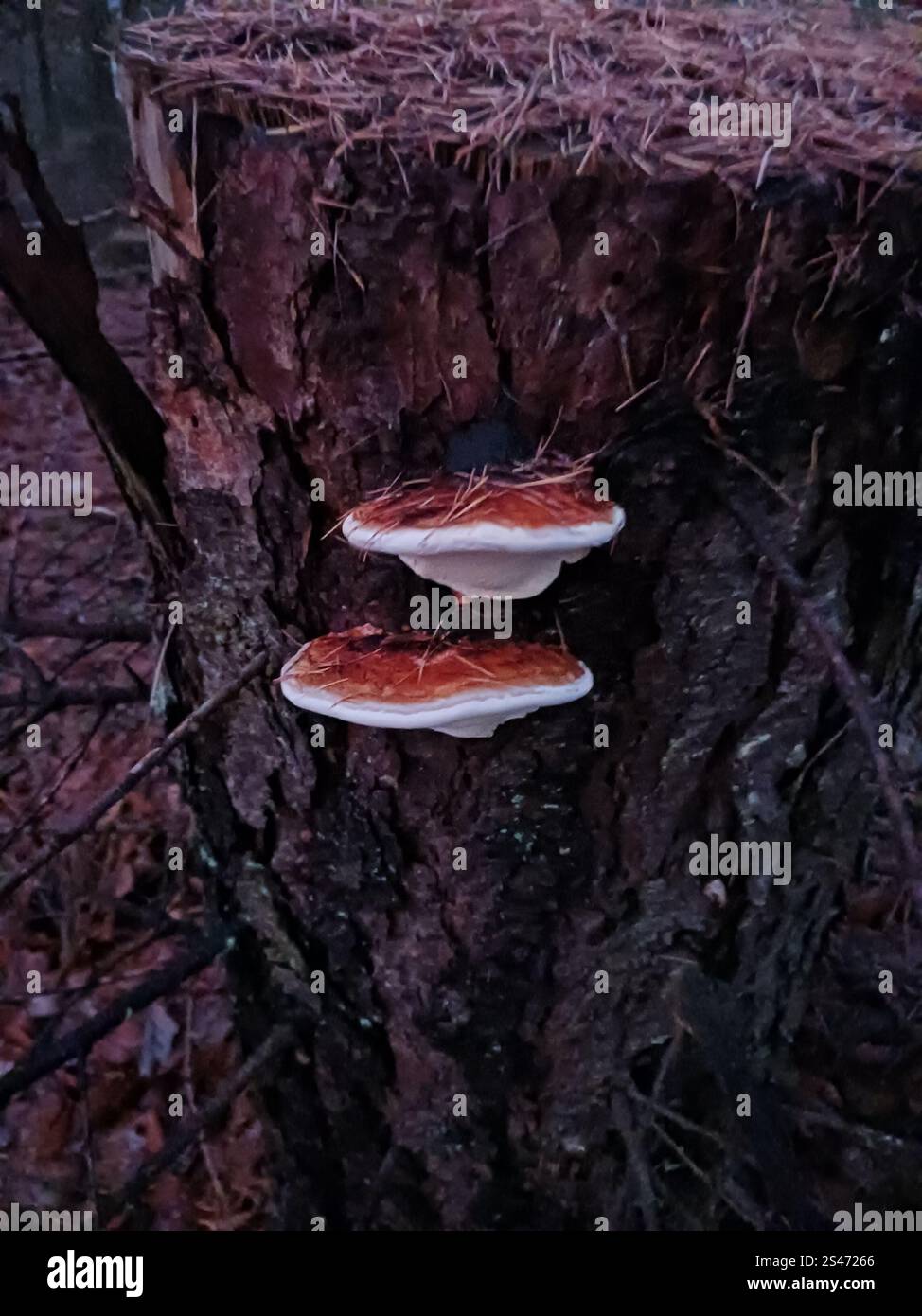 Red-banded Polypore (Fomitopsis pinicola Stock Photo - Alamy