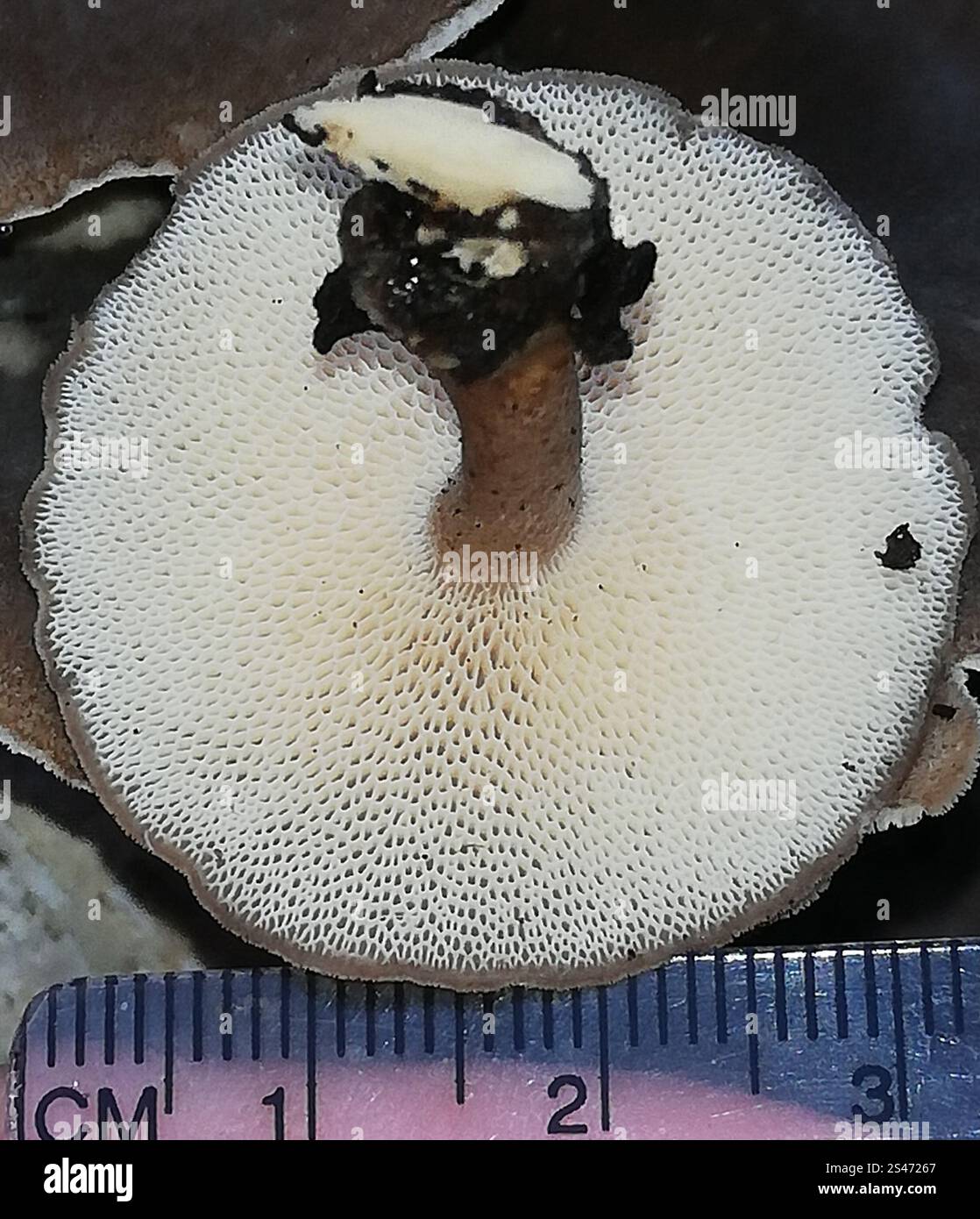 Winter polypore (Lentinus brumalis Stock Photo - Alamy