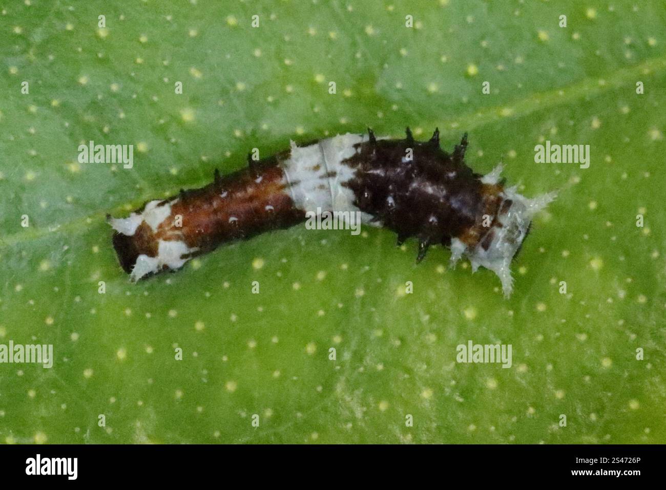Orchard Swallowtail (Papilio aegeus Stock Photo - Alamy