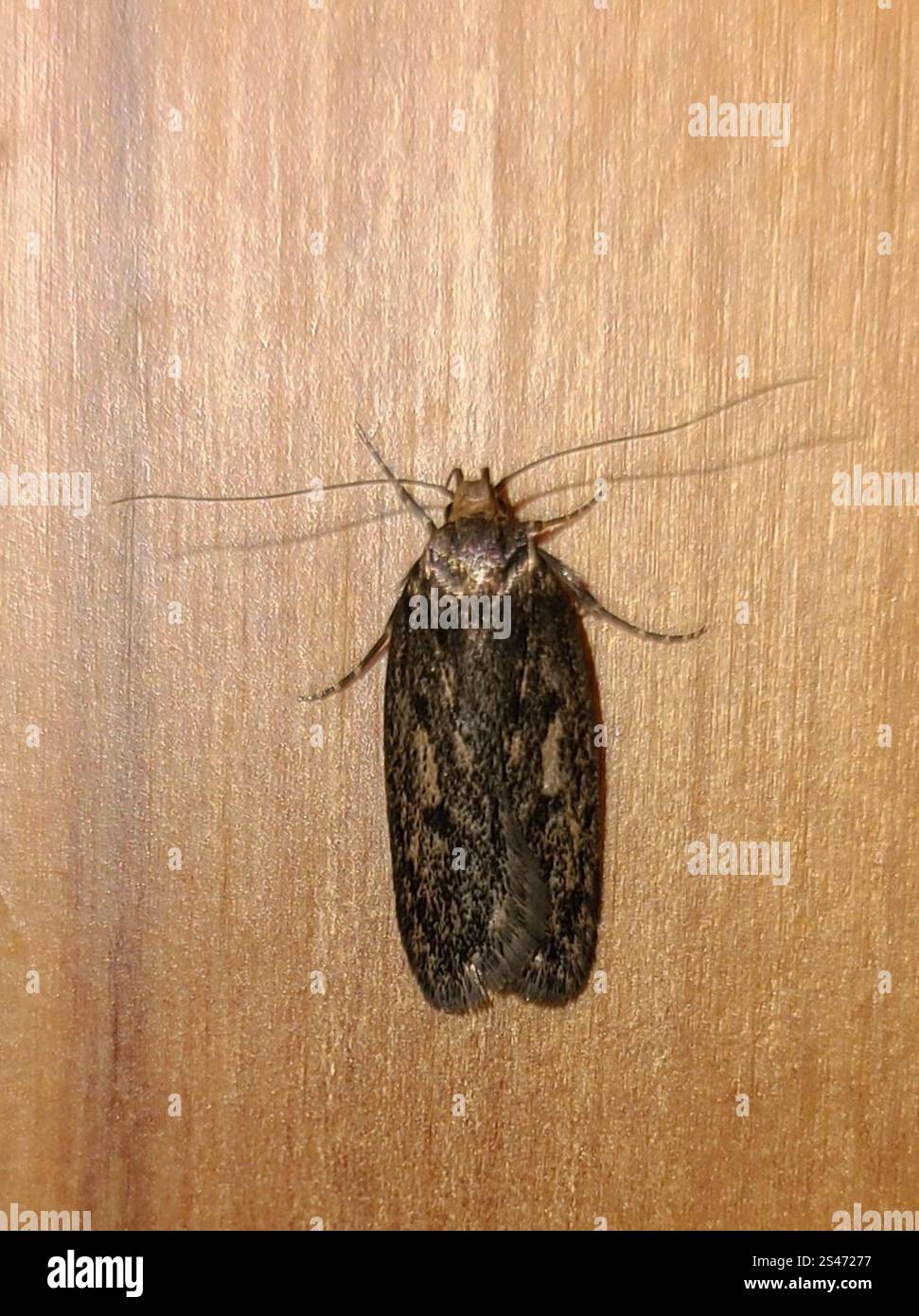 Brown House Moth (Hofmannophila pseudospretella Stock Photo - Alamy