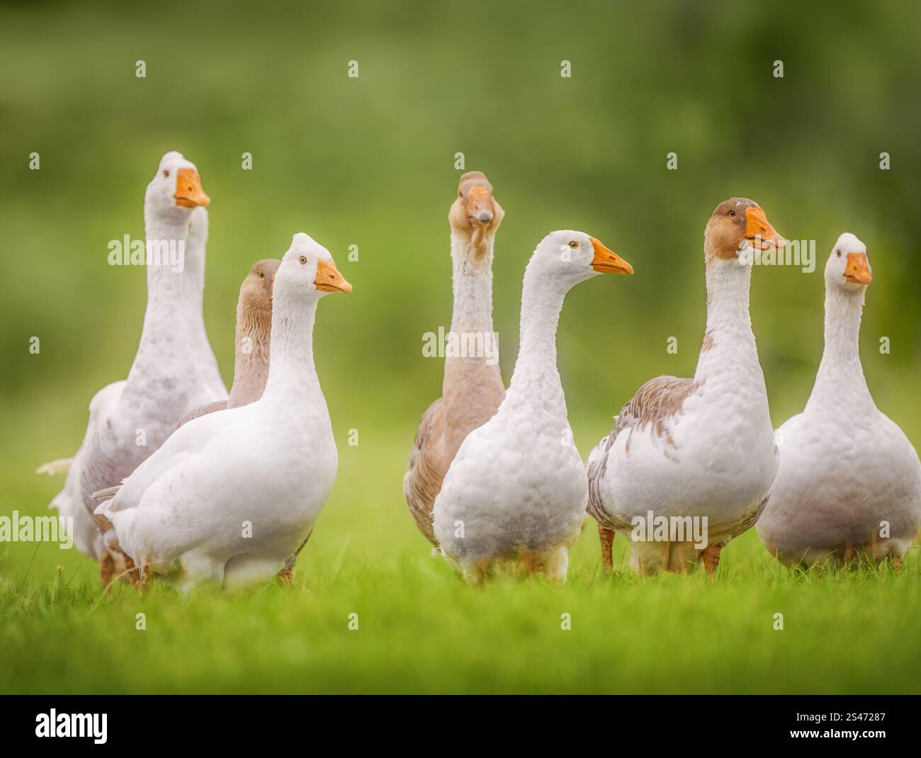 A flock of white geese walking on lush green grass, creating a magical ...