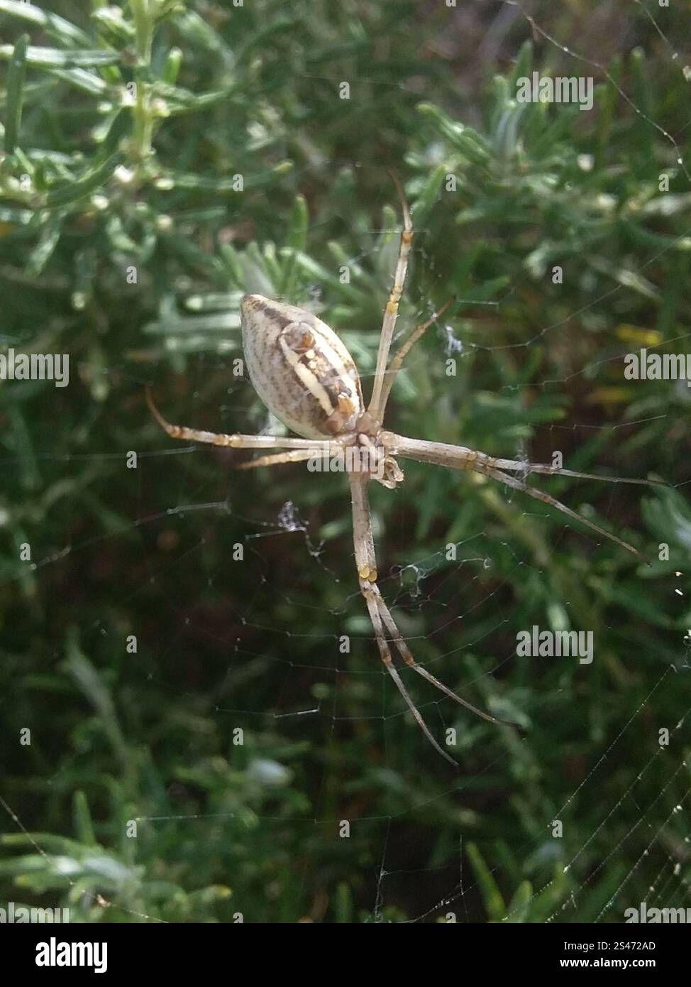 Tailed Forest Spider (Argiope protensa Stock Photo - Alamy